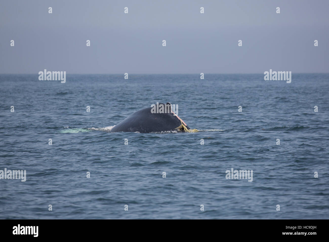 Rope on a humpback whale in the Bay of Fundy off Nova Scotia, Canada ...