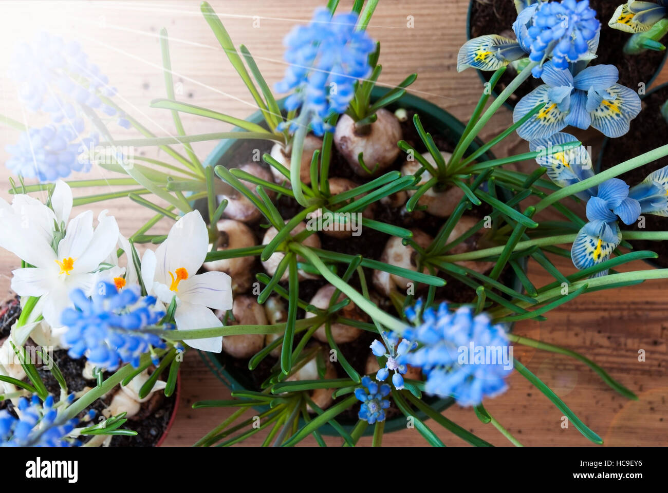 Sunny Spring Flowers, Crocus And Grape Hyacinth Stock Photo - Alamy