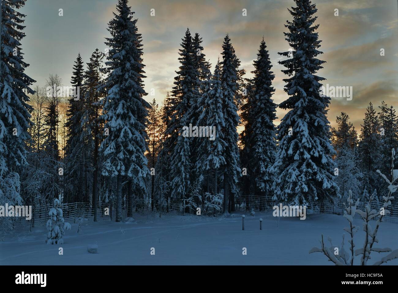 evening forest in winter Stock Photo - Alamy