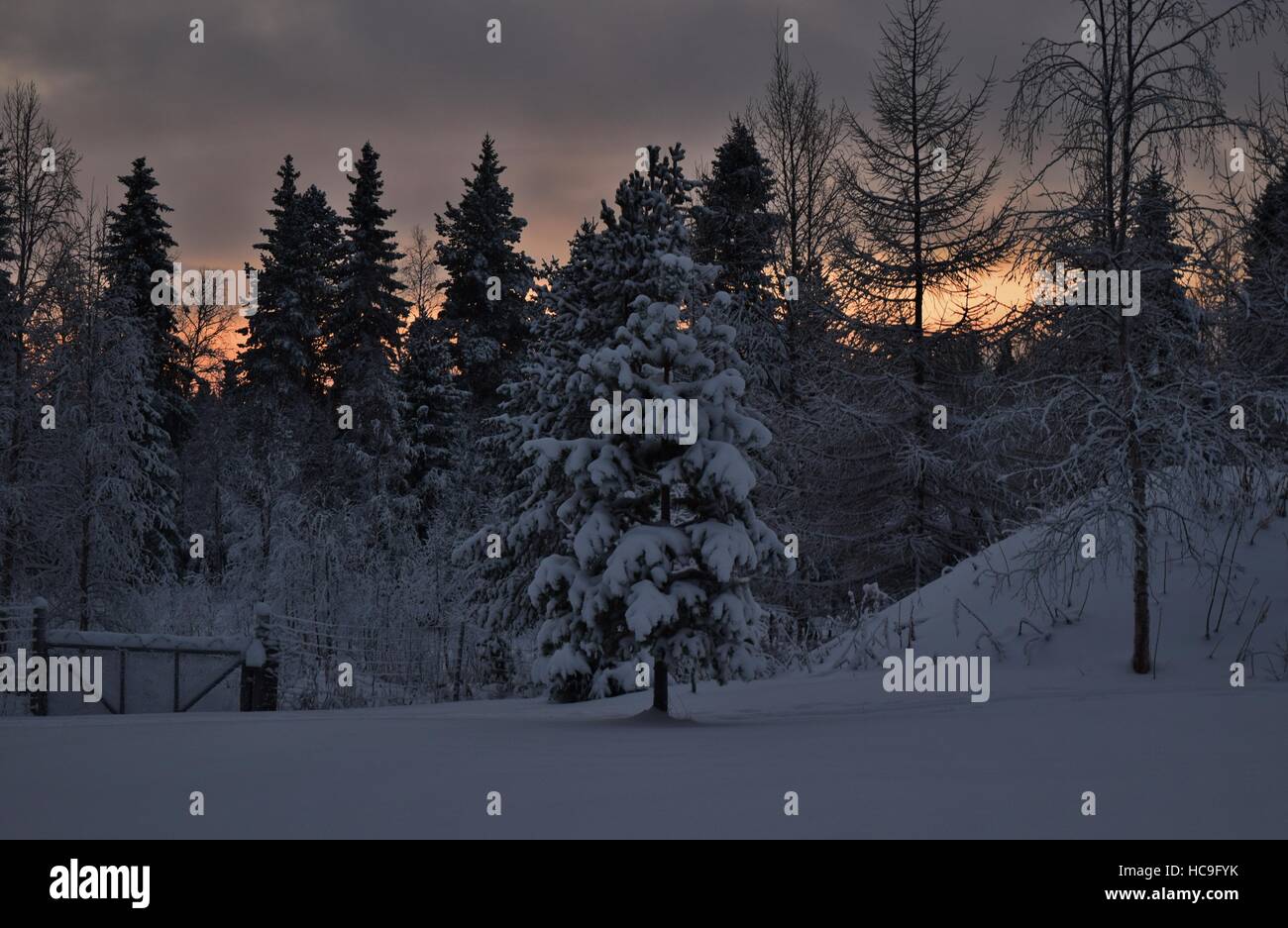 landscape of northern wood Stock Photo - Alamy