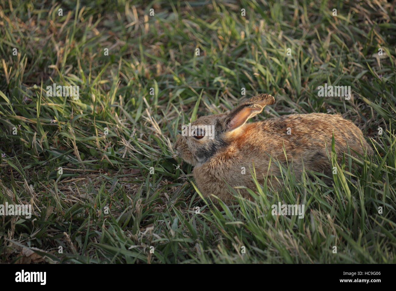 Rabbit in grass hi-res stock photography and images - Alamy