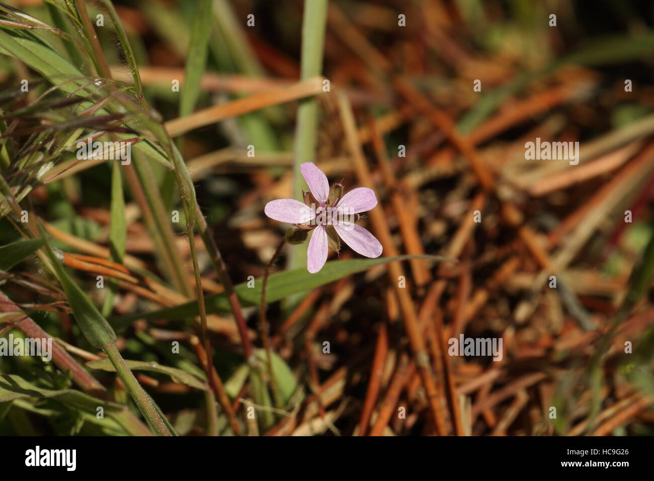 Five petal flower hi-res stock photography and images - Alamy