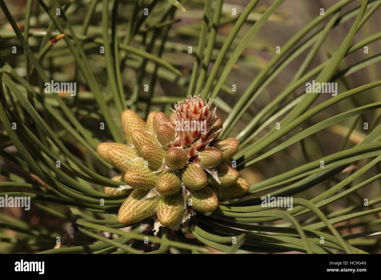 Pine cone sprouts Stock Photo - Alamy