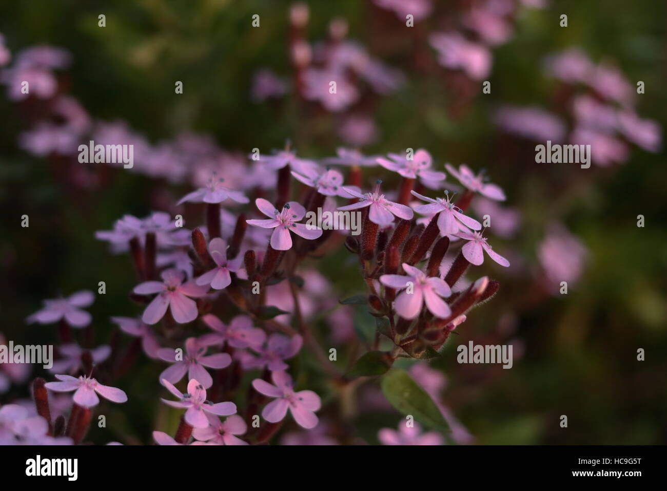Small purple flowers together Stock Photo - Alamy