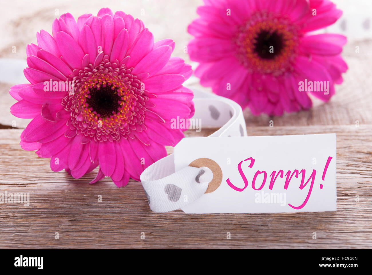 Pink Spring Gerbera, Label, Text Sorry Stock Photo - Alamy