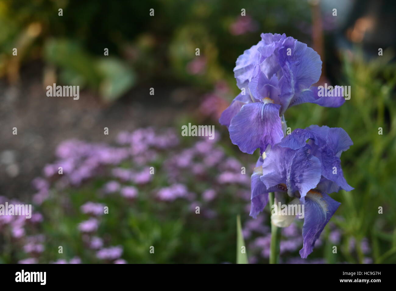 Large purple flower with light purple flowers in the background Stock ...