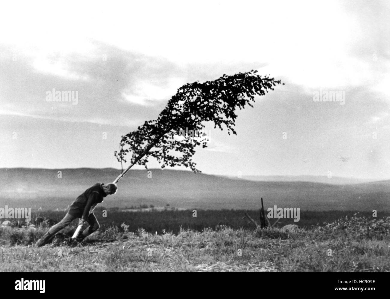 Bending tree Black and White Stock Photos & Images - Alamy