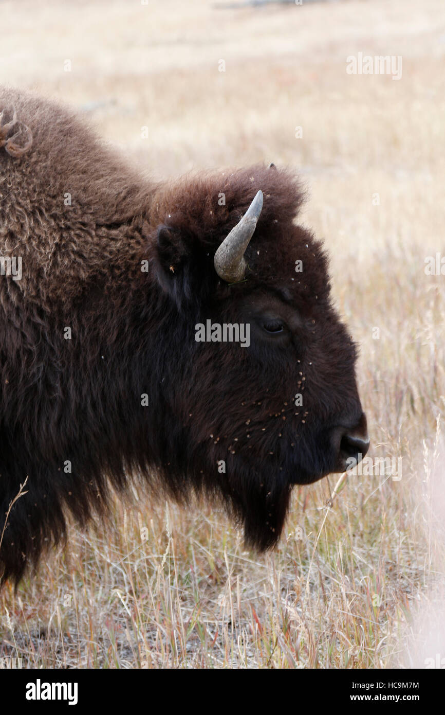 Bison portrait, Yellowstone National Park Stock Photo - Alamy