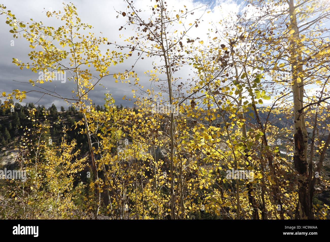 Aspen trees yellowstone hi-res stock photography and images - Alamy