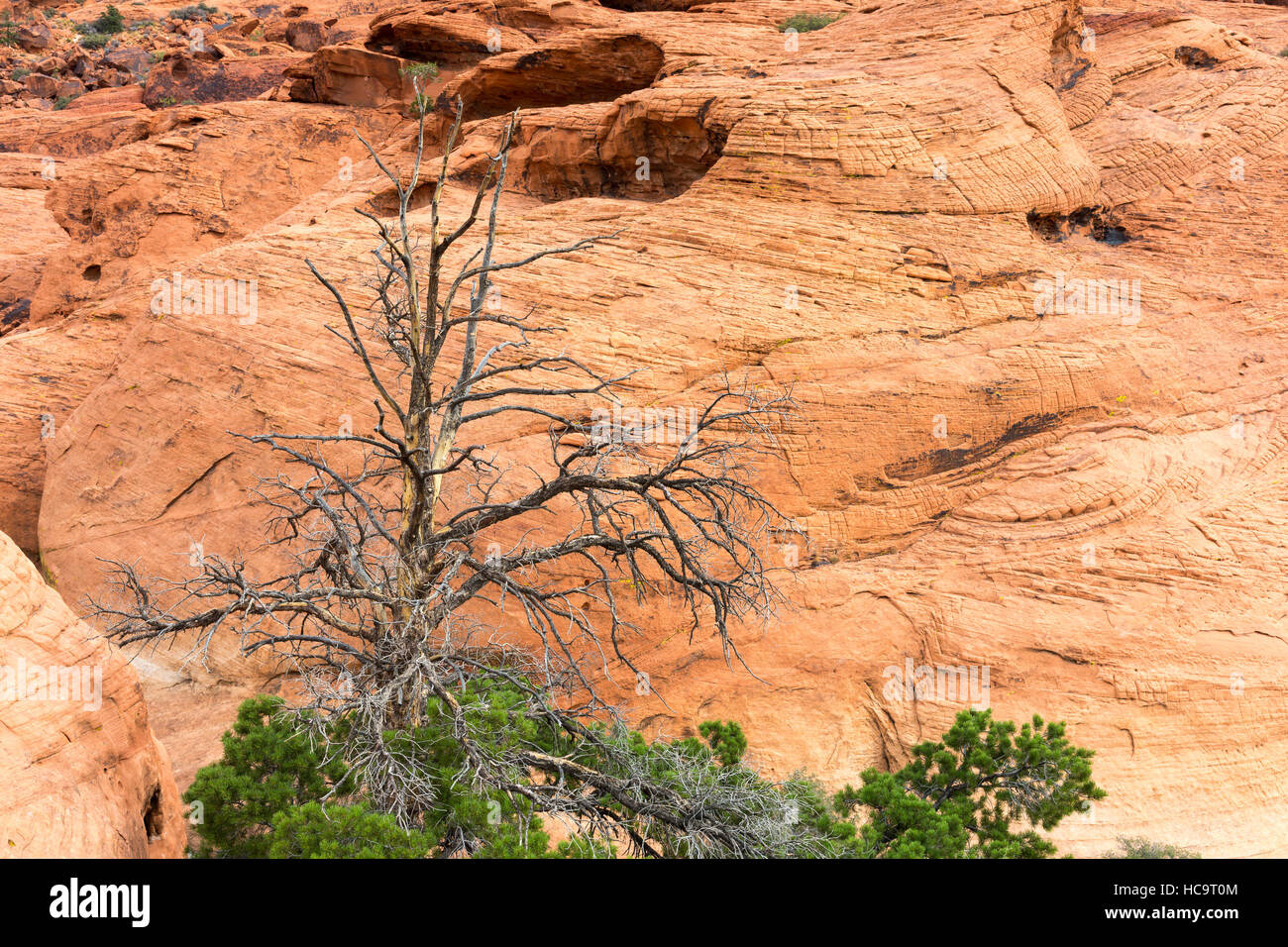 A withered and barren tree in the desert at Red Rock Canyon National ...