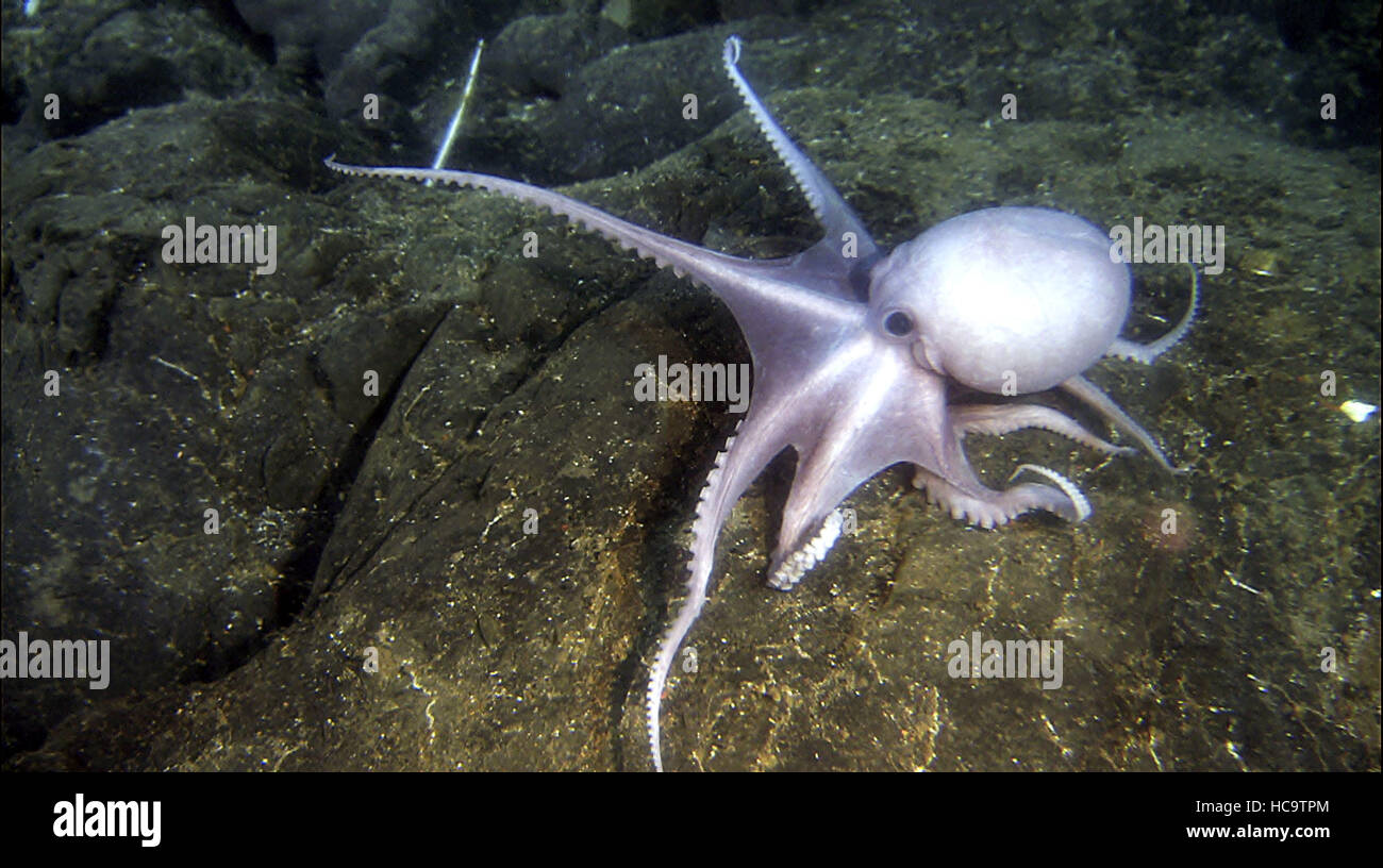 ALIENS OF THE DEEP, deep sea octopus, 2005, (c) Buena Vista/courtesy ...