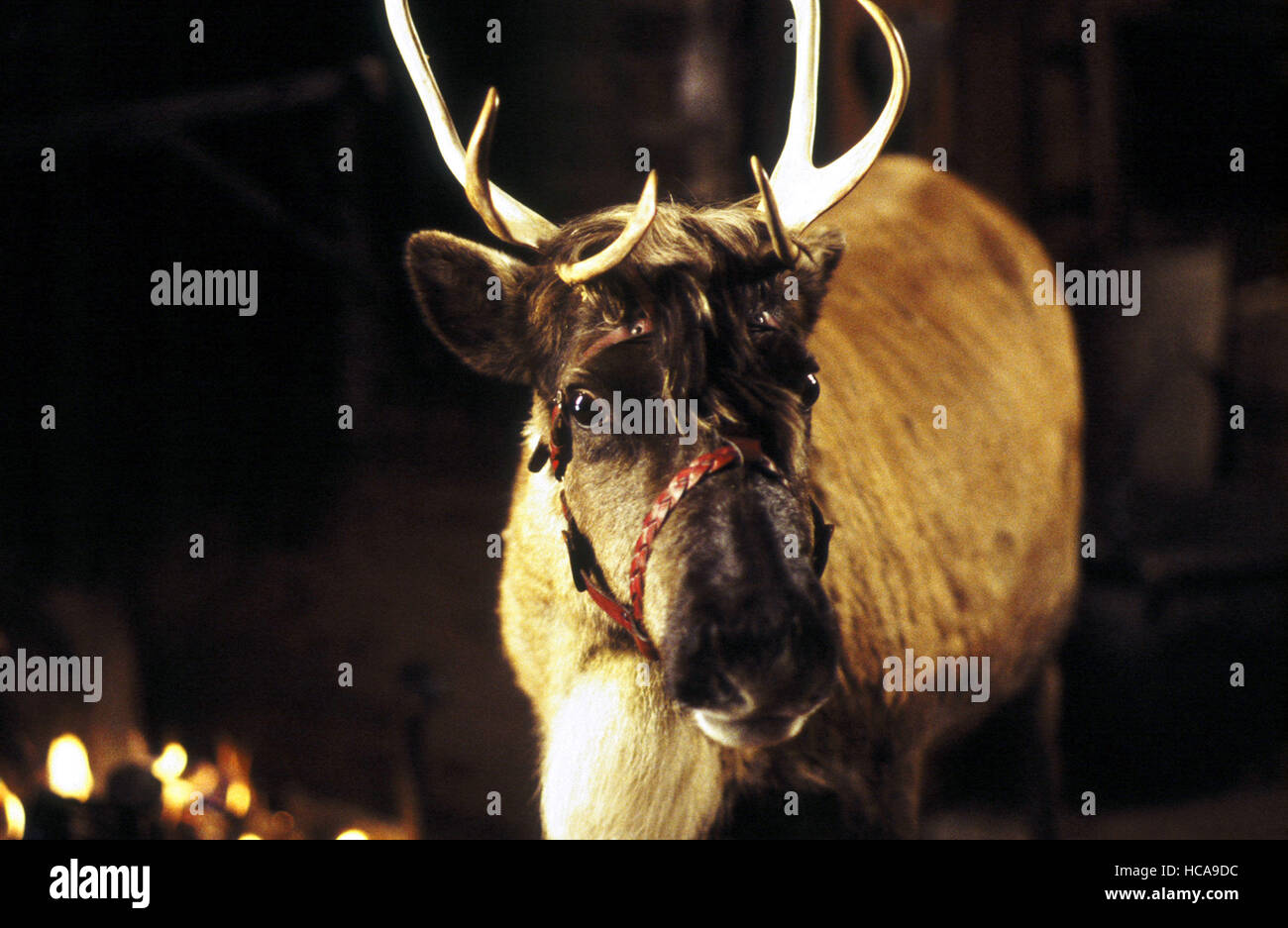 BLIZZARD, Blizzard the reindeer, 2003, (c) MGM/courtesy Everett ...