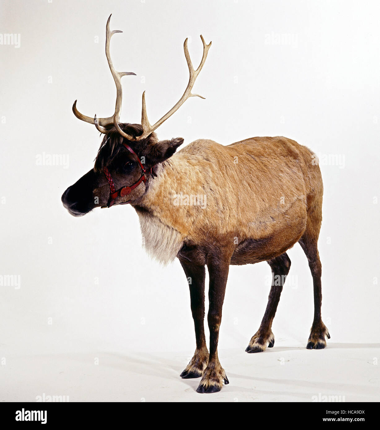 BLIZZARD, Blizzard the reindeer, 2003, (c) MGM/courtesy Everett ...