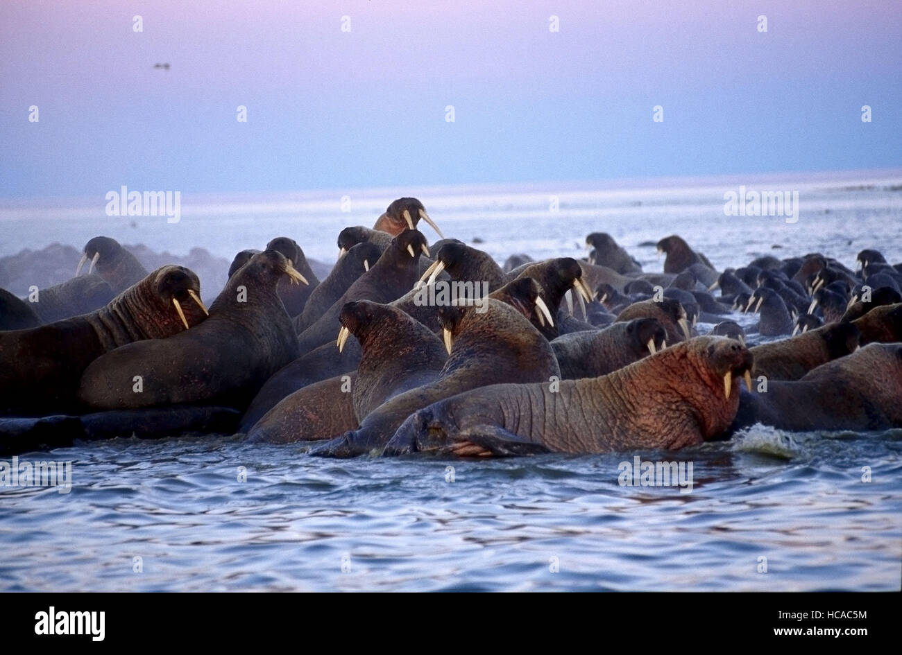 ARCTIC TALE, (aka CALL OF THE NORTH), 2007. ©Paramount Classics ...