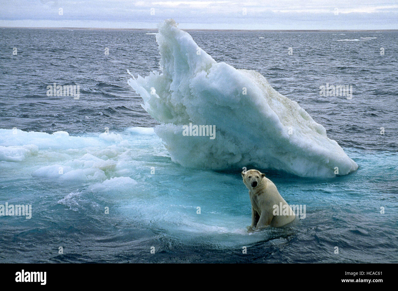ARCTIC TALE, (aka CALL OF THE NORTH), 2007. ©Paramount Classics ...