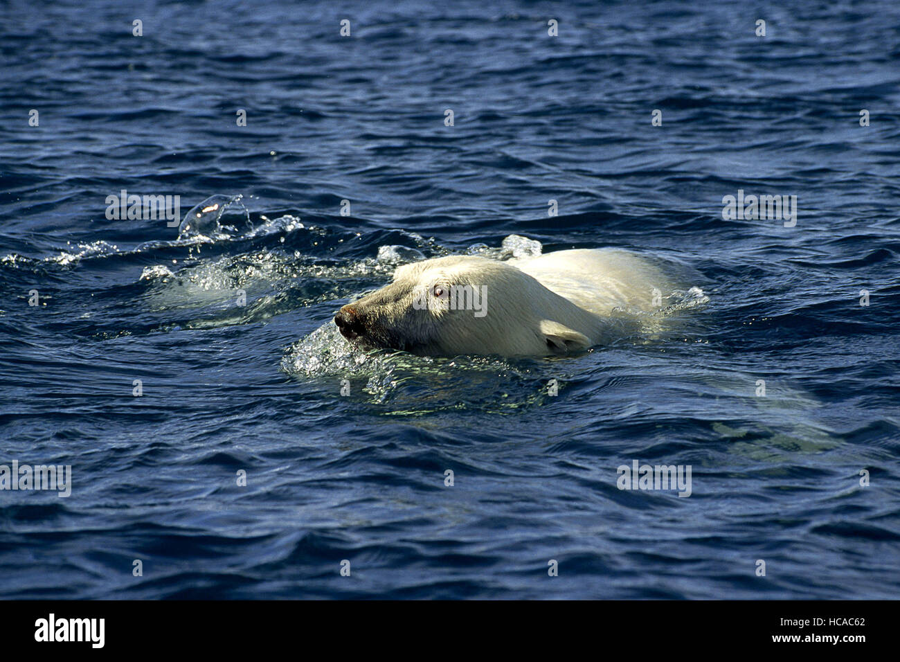 ARCTIC TALE, (aka CALL OF THE NORTH), 2007. ©Paramount Classics ...