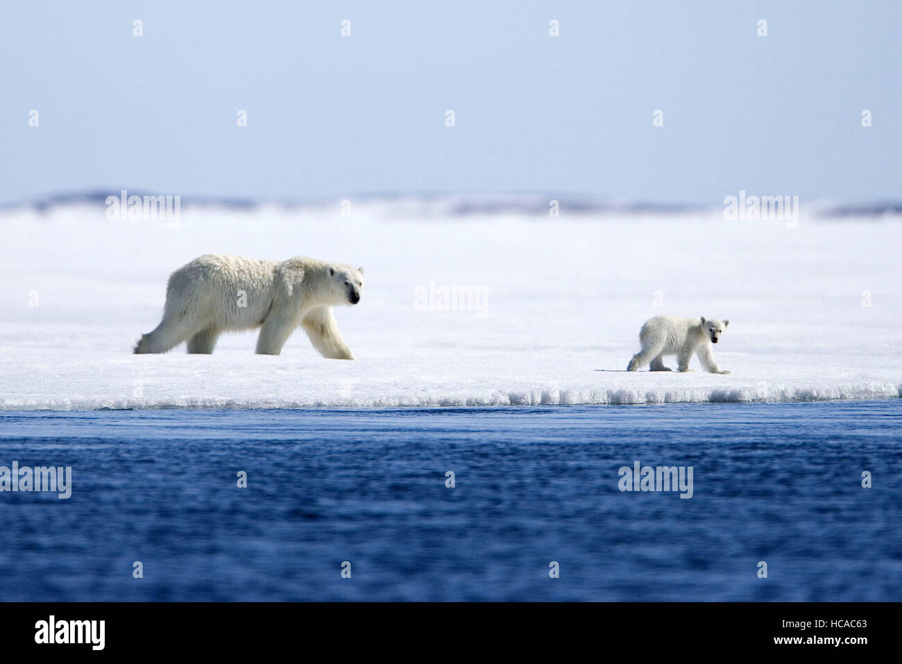 ARCTIC TALE, (aka CALL OF THE NORTH), 2007. ©Paramount Classics ...