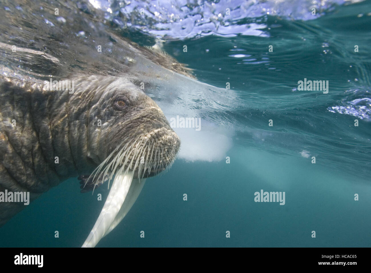 ARCTIC TALE, (aka CALL OF THE NORTH), 2007. ©Paramount Classics ...