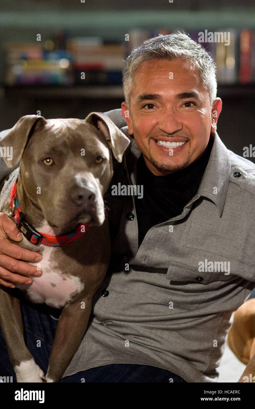 THE BACK-UP PLAN, Cesar Millan, 2010. Ph: Peter Iovino/©CBS Films ...