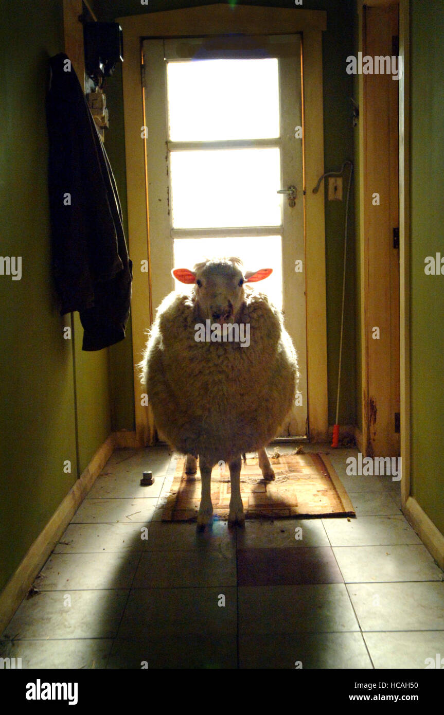 BLACK SHEEP, 2006. ©Weinstein Company/Courtesy Everett Collection Stock ...