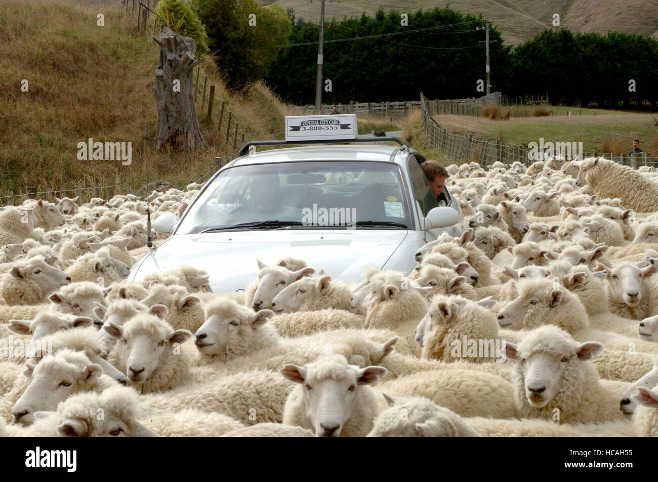 BLACK SHEEP, 2006. ©Weinstein Company/Courtesy Everett Collection Stock ...