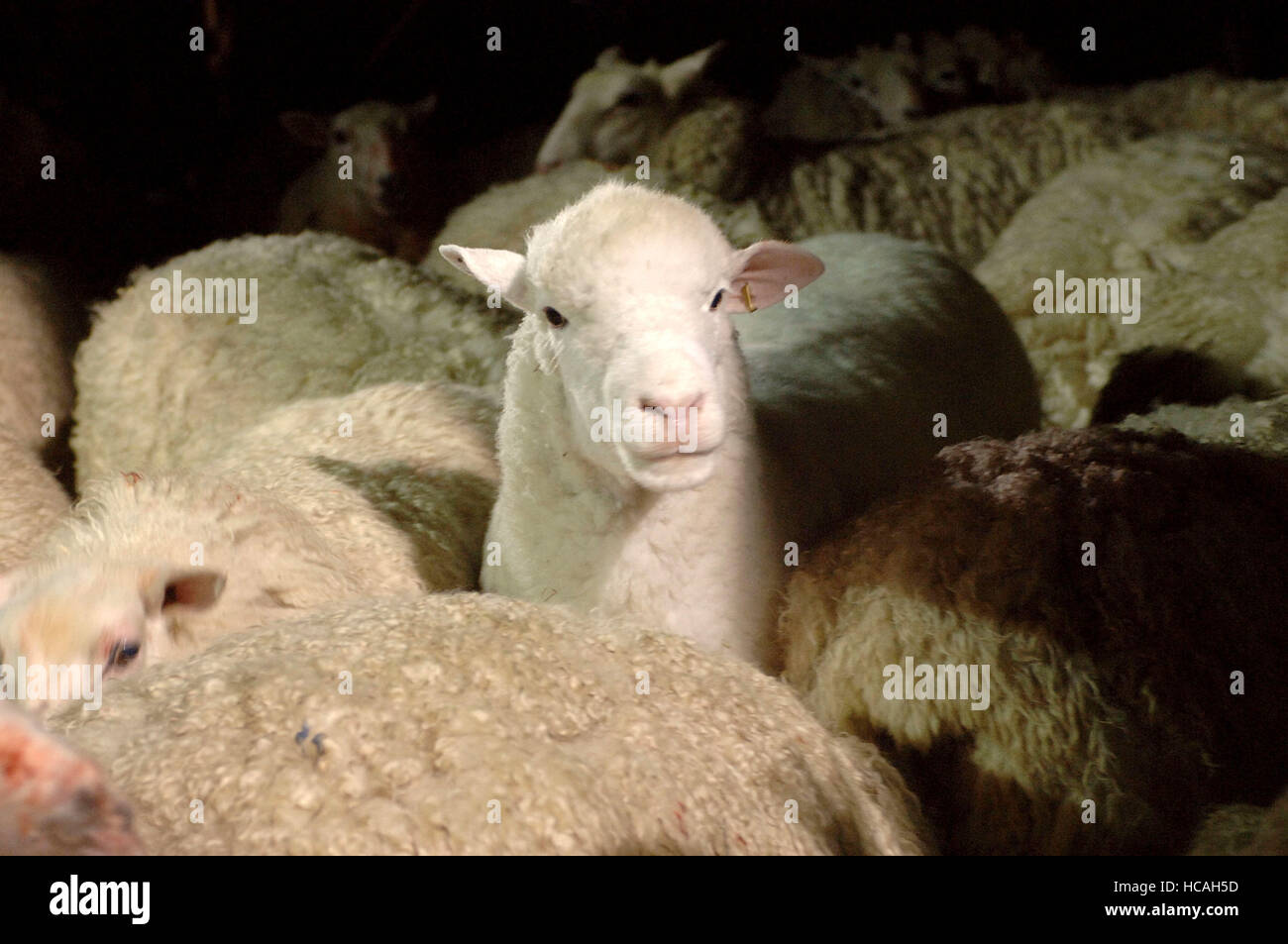 BLACK SHEEP, 2006. ©Weinstein Company/Courtesy Everett Collection Stock ...