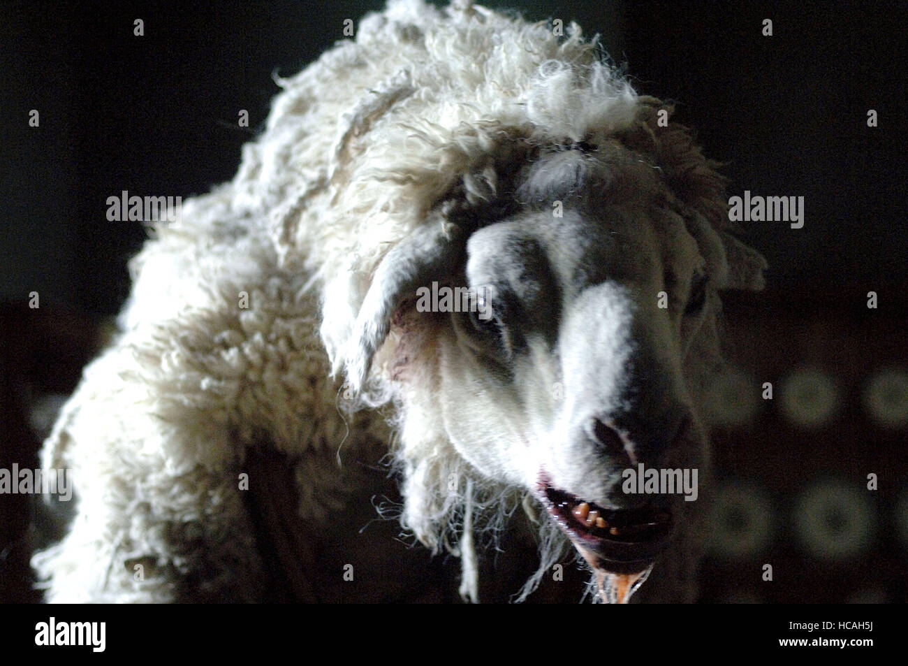 BLACK SHEEP, 2006. ©Weinstein Company/Courtesy Everett Collection Stock ...