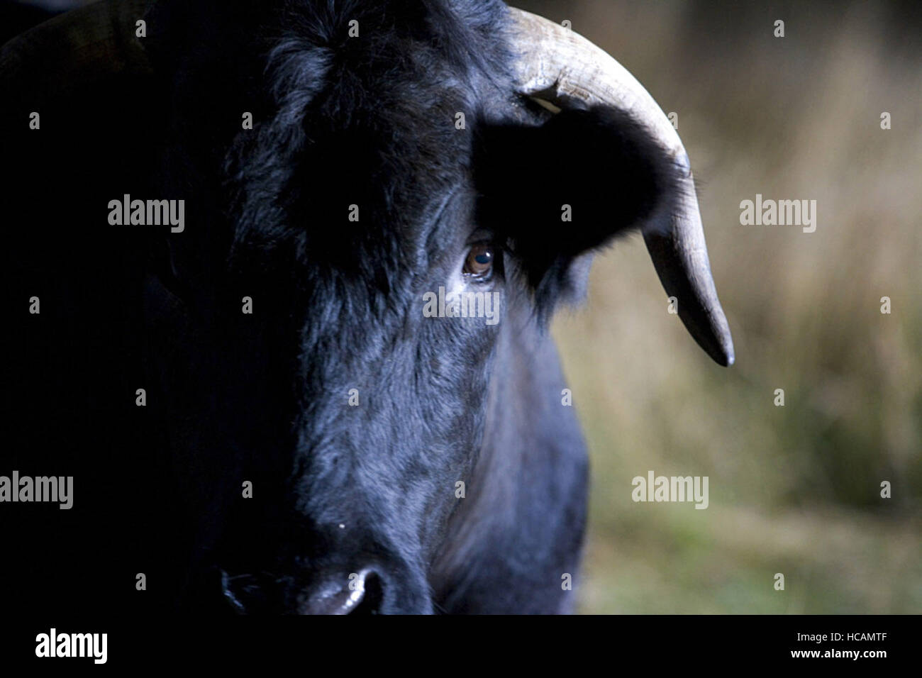 BUNNY AND THE BULL, 2009. ©IFC/Courtesy Everett Collection Stock Photo ...