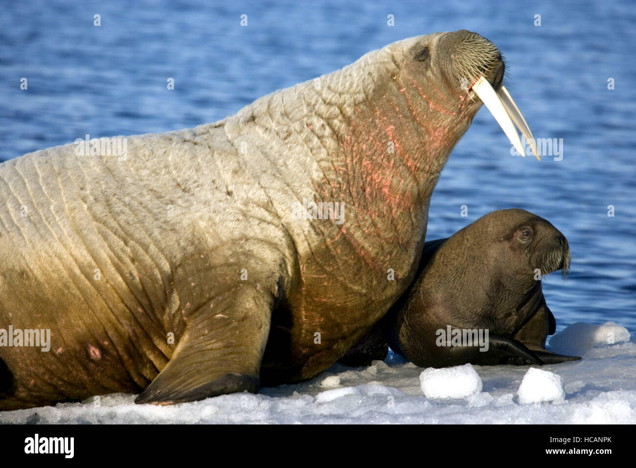 ARCTIC TALE, (aka CALL OF THE NORTH), 2007. ©Paramount Classics ...