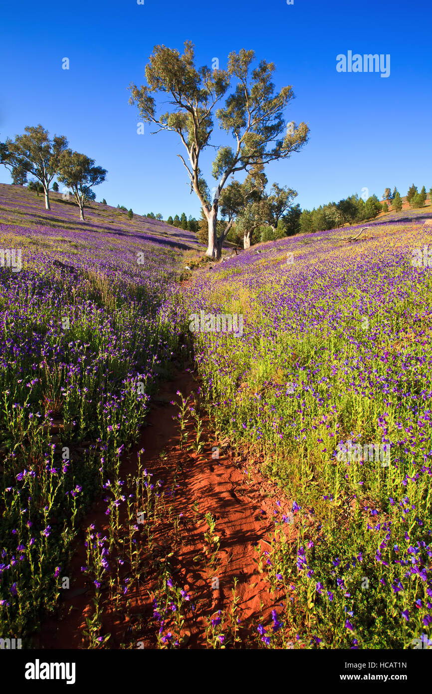outback landscape landscapes Flinders Ranges South Australia Australian ...