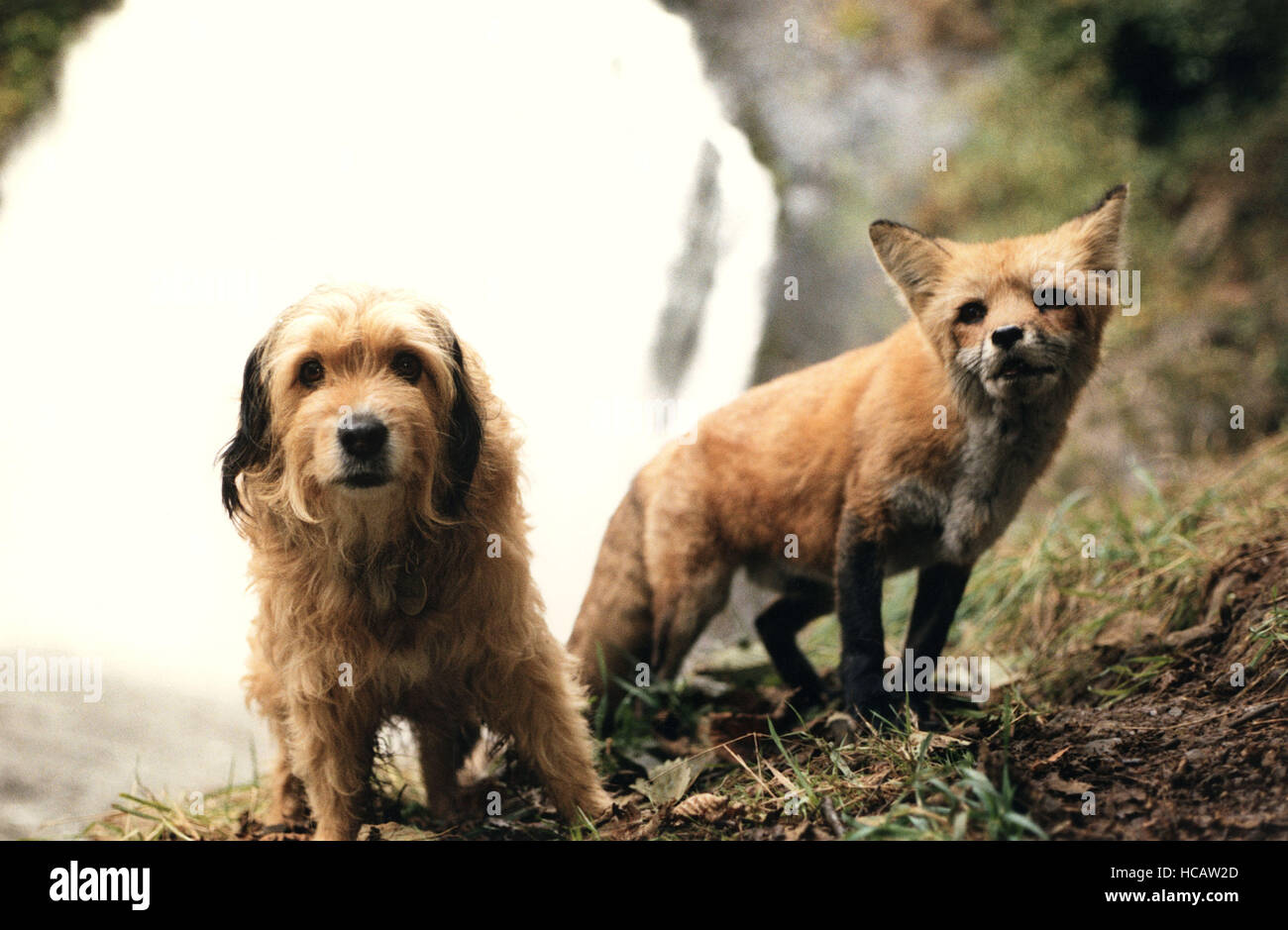 BENJI THE HUNTED, Benji and friend, 1987. (c) Buena Vista Pictures ...