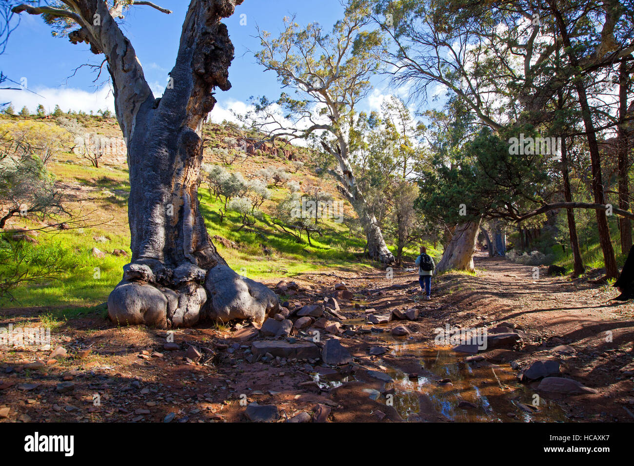 Sacred Canyon Flinders Ranges South Australia Stock Photo - Alamy
