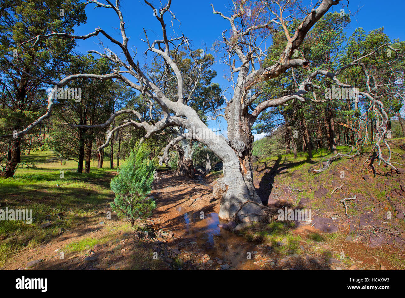 Sacred Canyon Flinders Ranges South Australia Stock Photo - Alamy