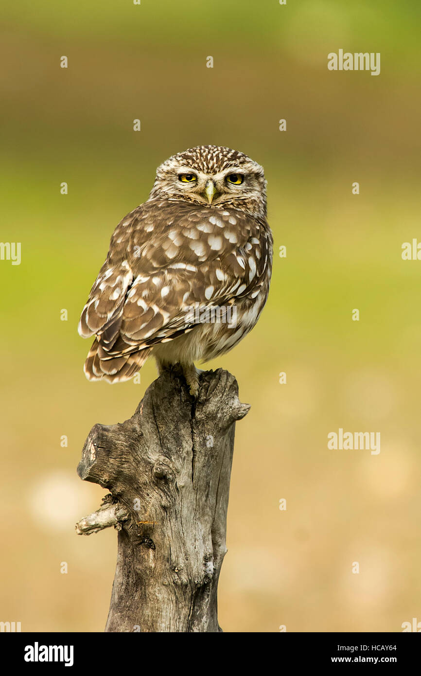 Owl head cut out hi-res stock photography and images - Alamy
