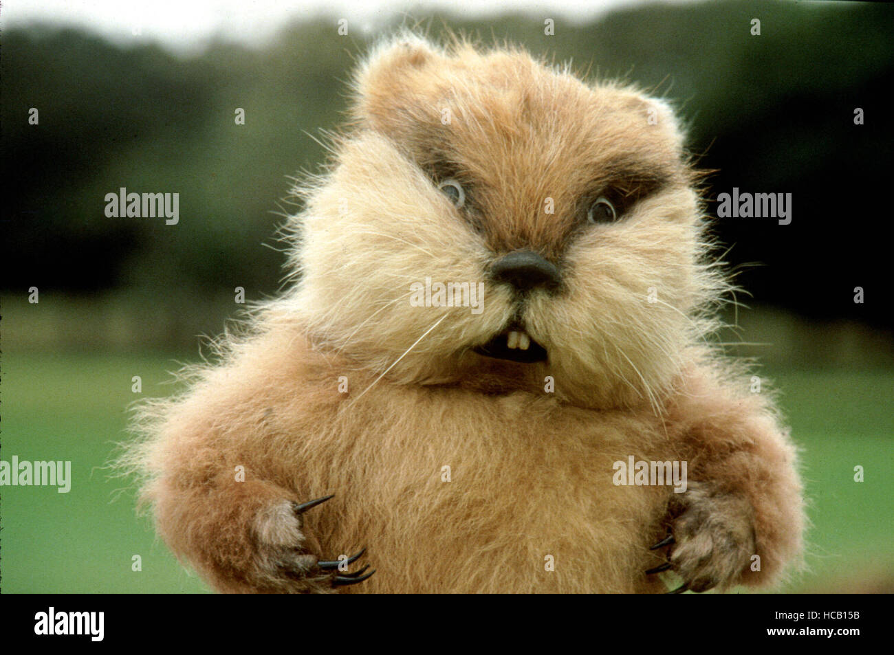 CADDYSHACK, 1980, (c) Orion/courtesy Everett Collection Stock Photo - Alamy