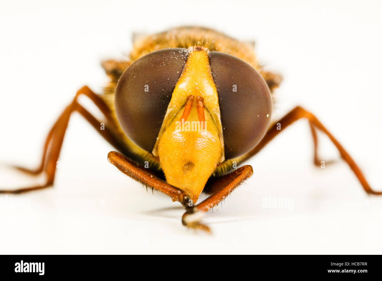 Volucella inanis hi-res stock photography and images - Alamy