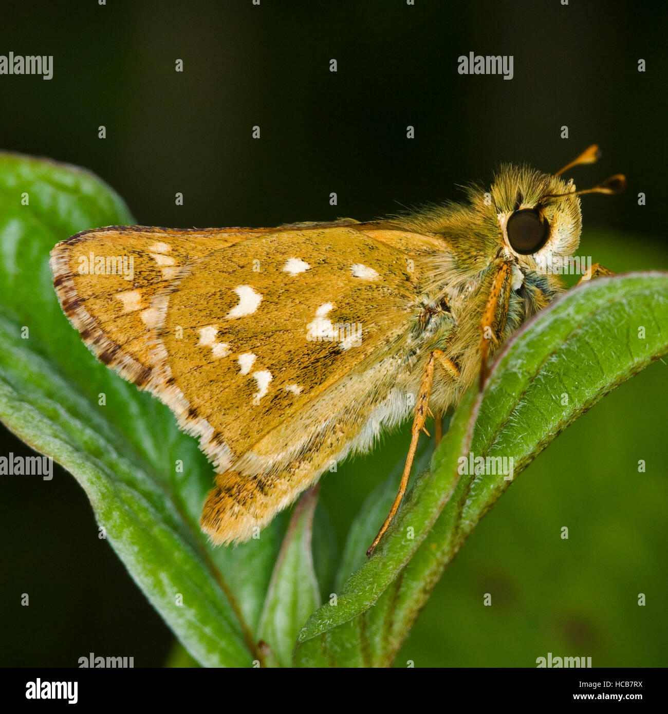 Silver spotted skipper hi-res stock photography and images - Alamy