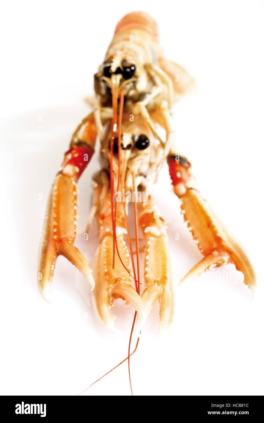 Norway Lobster (Nephrops norvegicus), cooked Stock Photo - Alamy