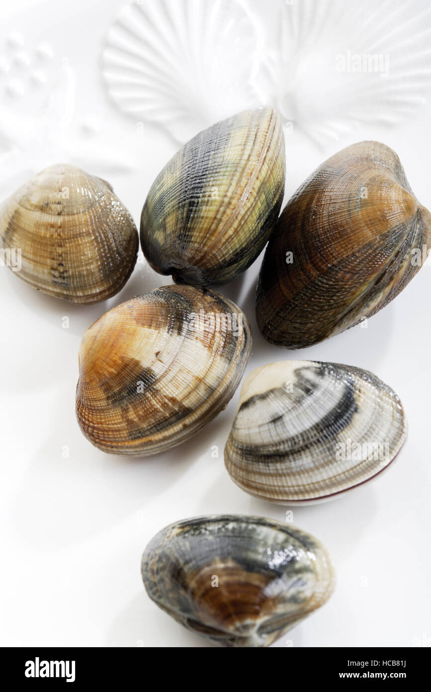 Carpet clams hi-res stock photography and images - Alamy