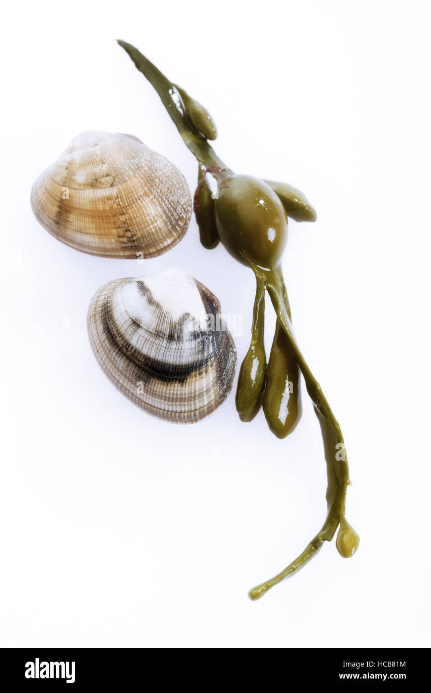 Carpet shell mussels, Palourdes or clams, with seaweed Stock Photo - Alamy