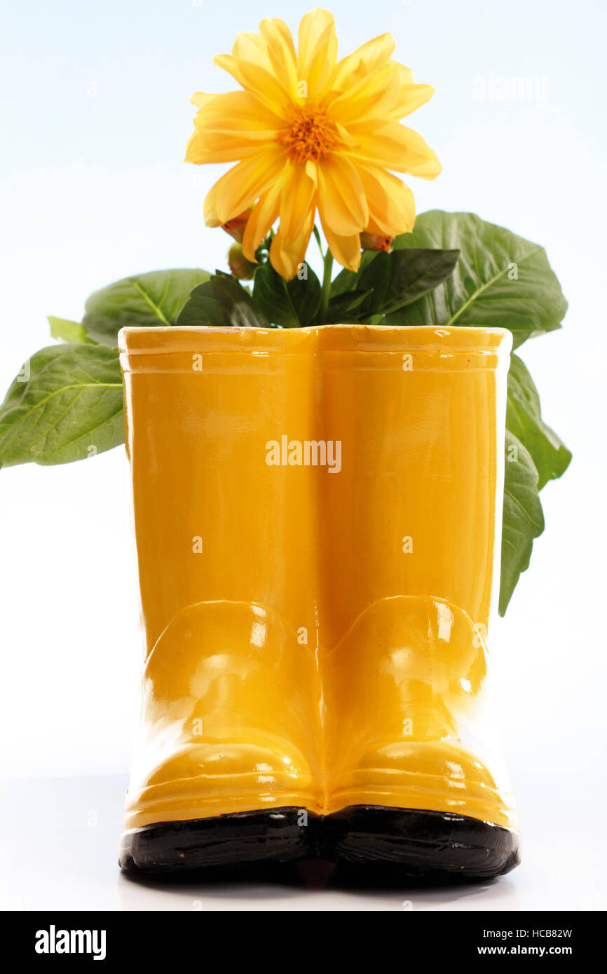 Yellow decorative boots with a Dahlia Stock Photo - Alamy