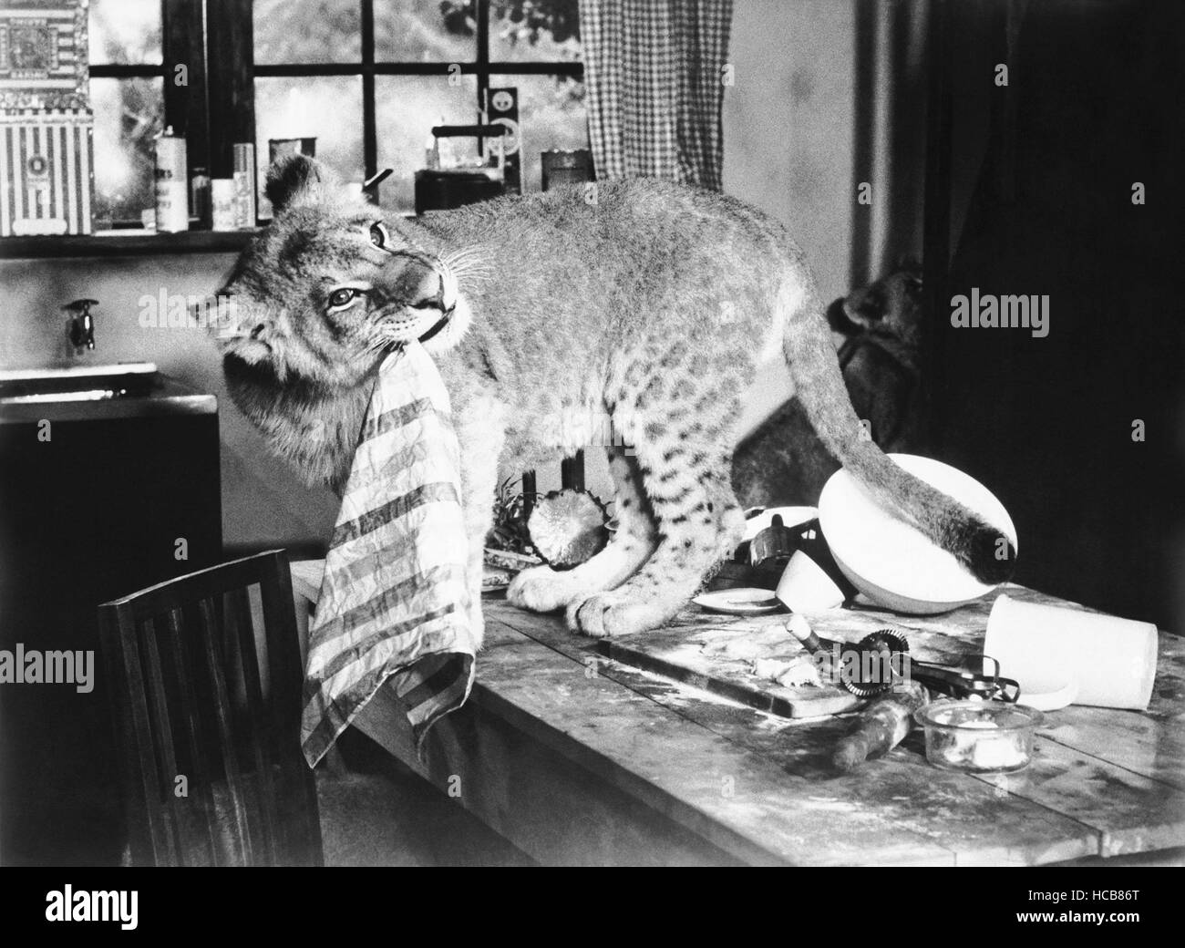 BORN FREE, 1966 Stock Photo - Alamy