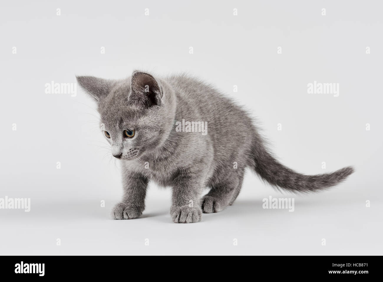 Purebred cat, Russian Blue, kitten, age 8 weeks, white background Stock ...