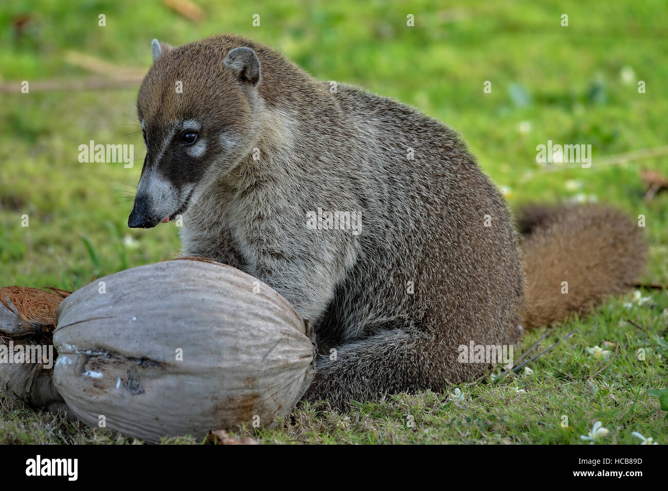 White-nosed Coati (Nasua narica), feeding on a coconut, Corozal ...