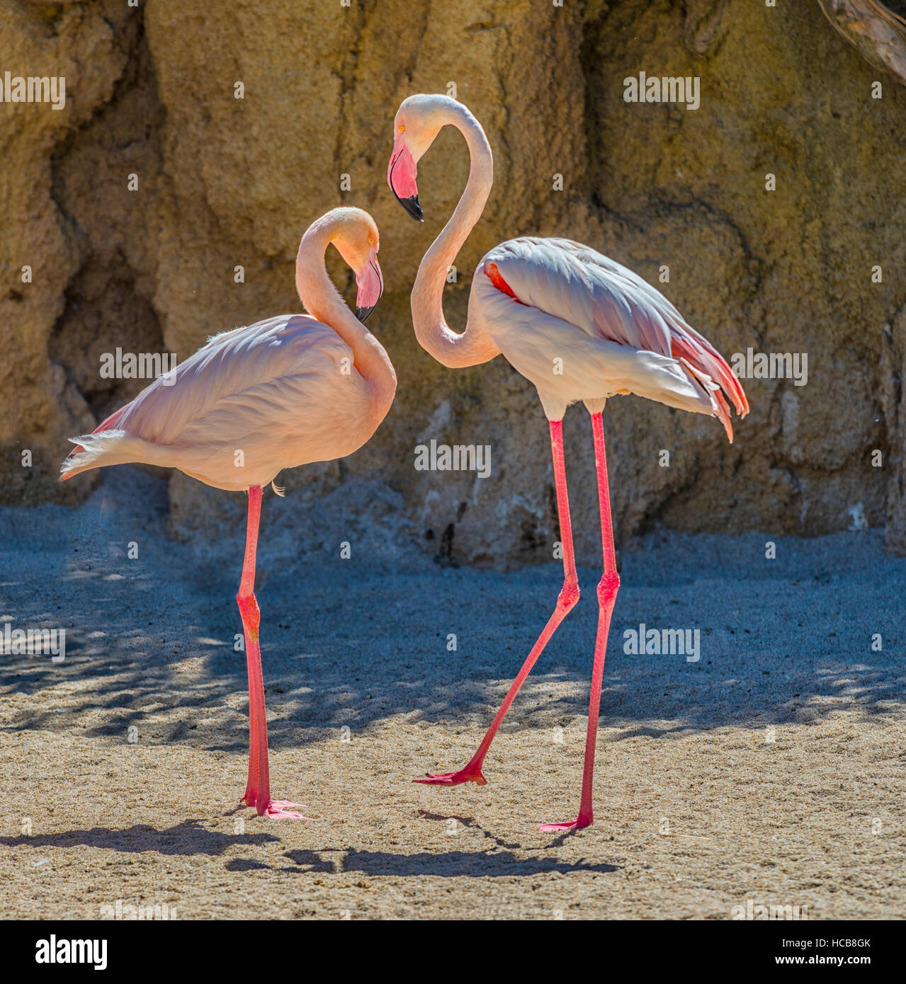 Captive flamingos hi-res stock photography and images - Alamy