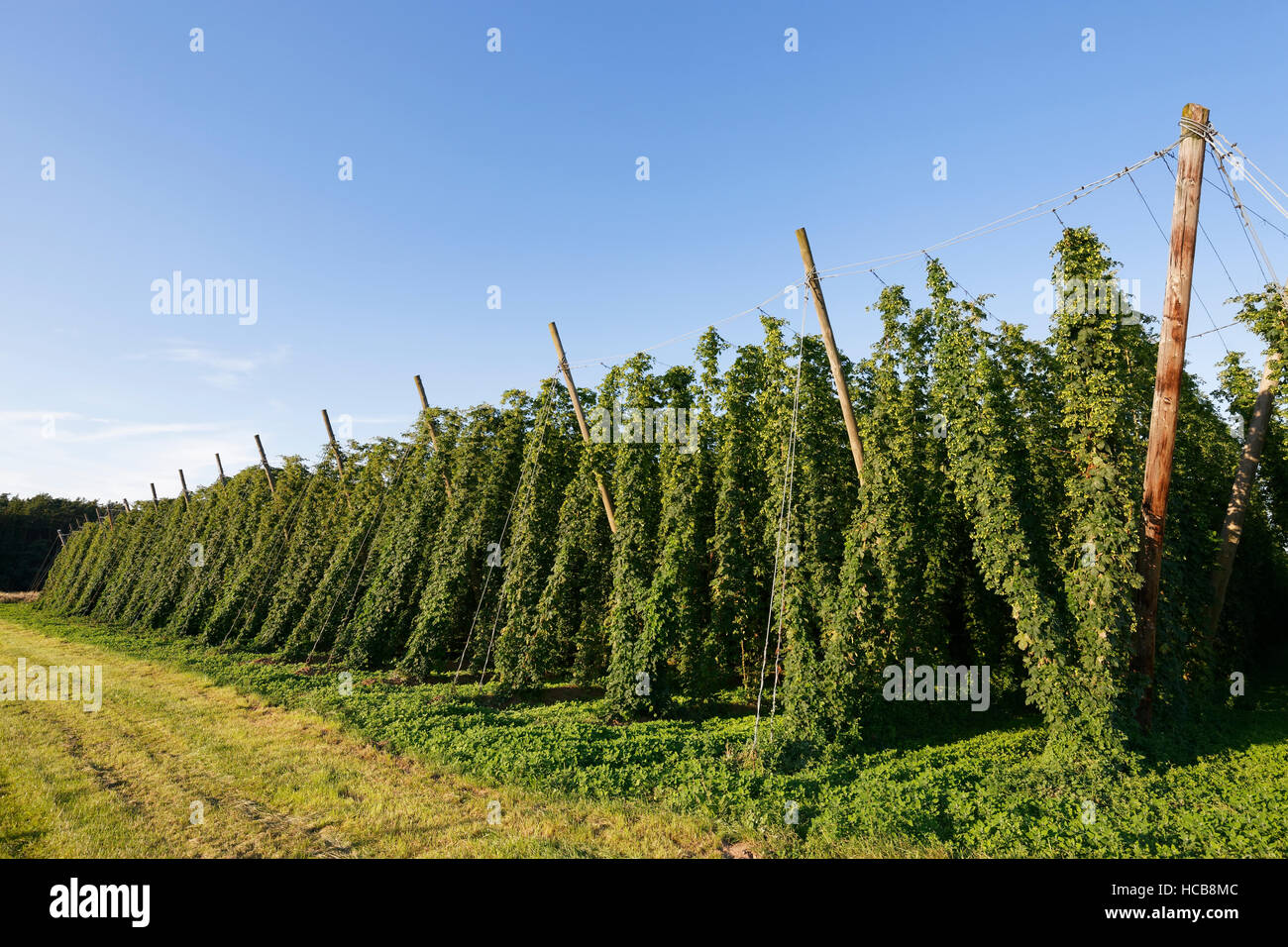 Hop field hi-res stock photography and images - Alamy