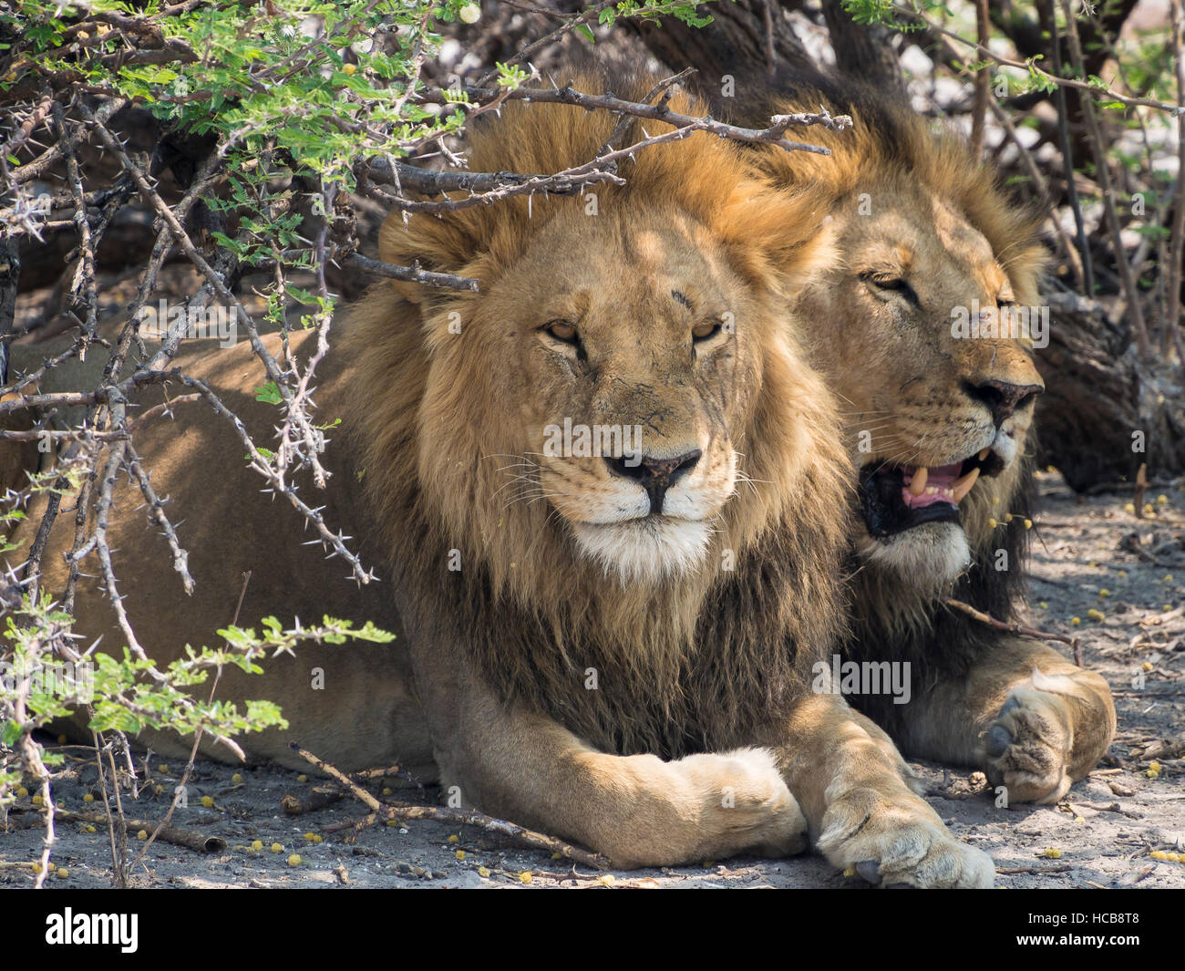 Lions under the tree hi-res stock photography and images - Alamy