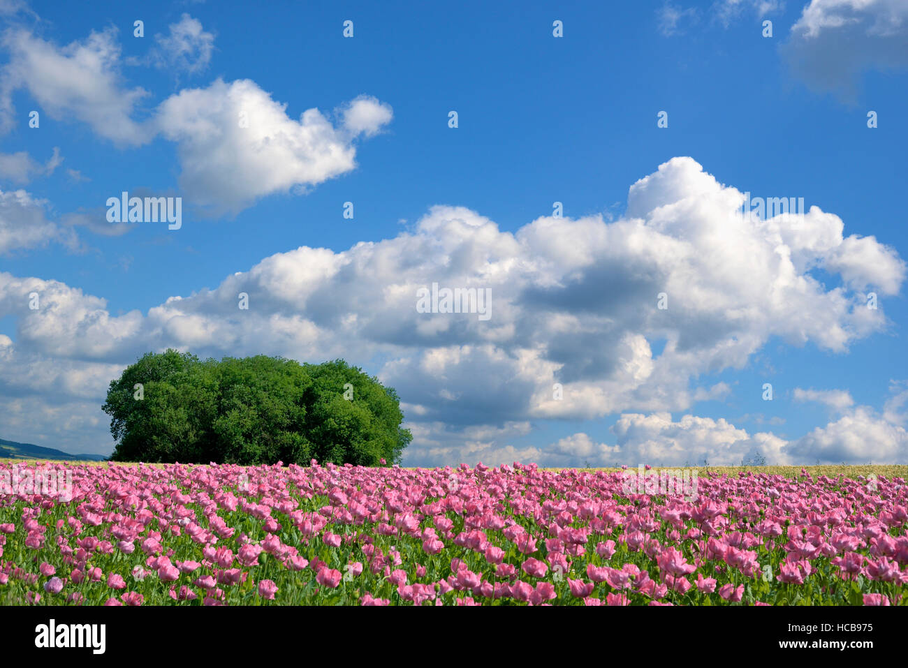 Opium poppy (Papaver somniferum) field with cluster of trees against ...