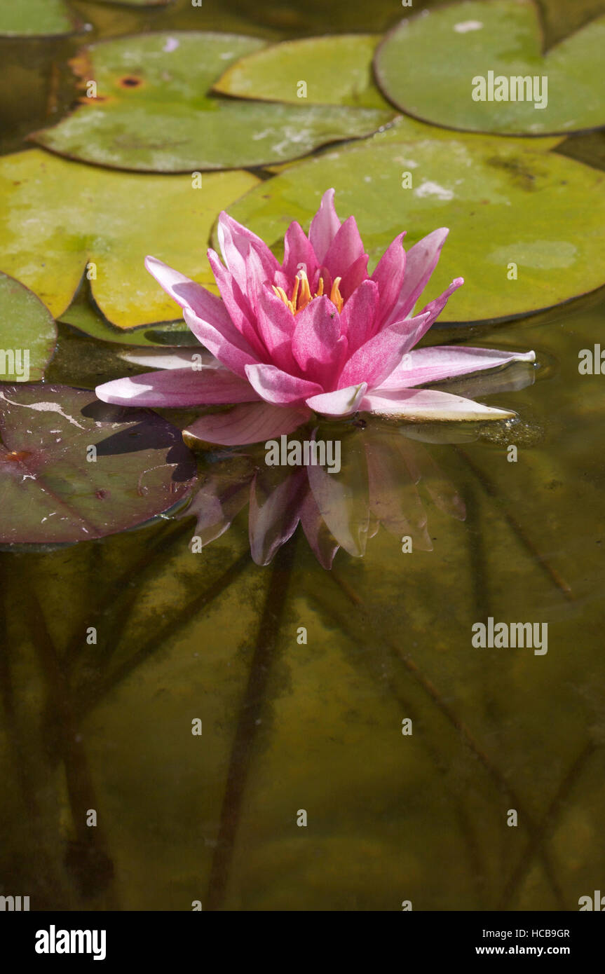 Water lily (Nymphaea), pink flower Stock Photo - Alamy