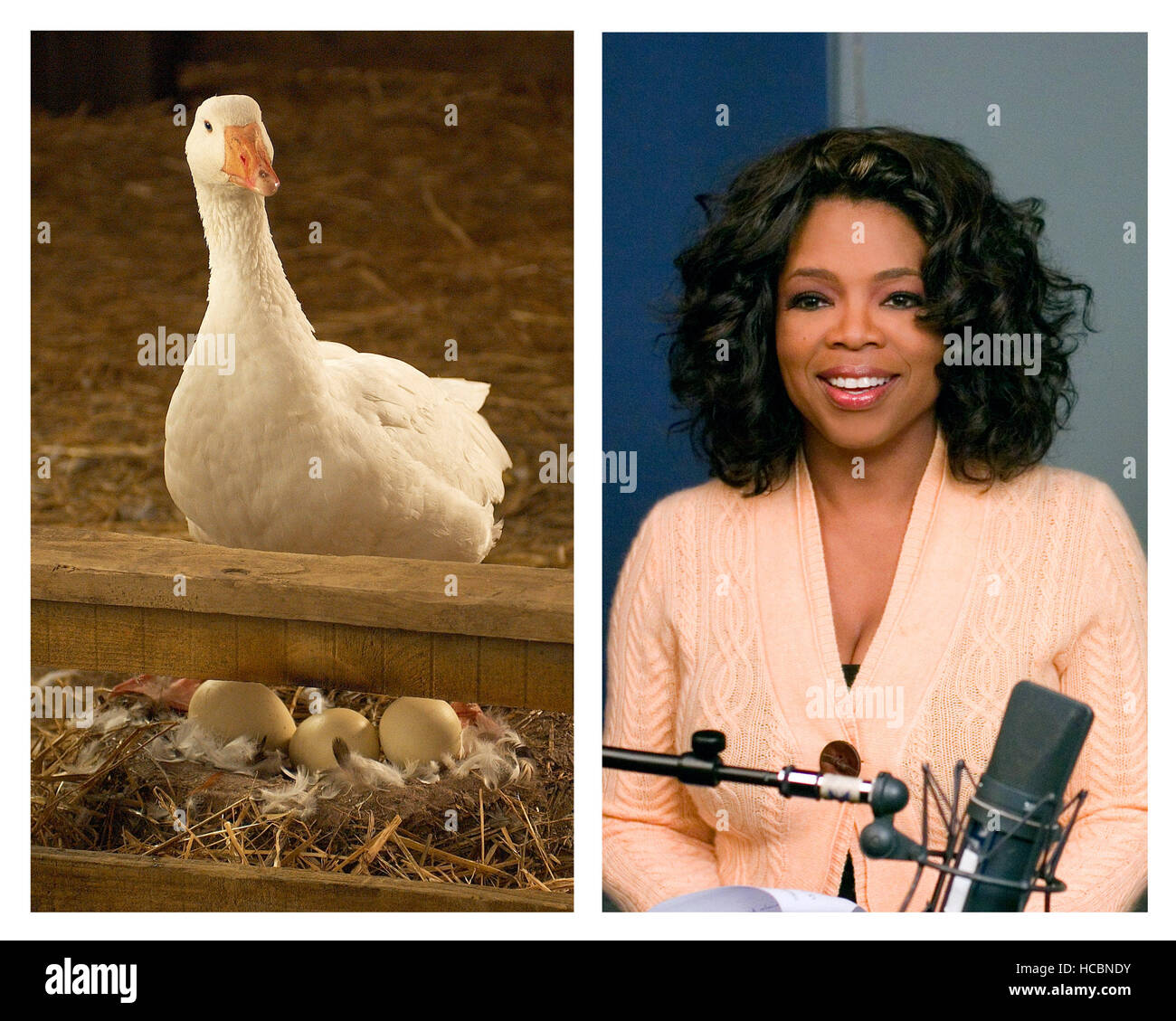 CHARLOTTE'S WEB, Gussy, Oprah Winfrey (voice), 2006. ©Paramount ...